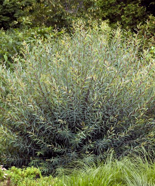 Karklas purpurinis ‘Nana’ | AUGALINA.LT